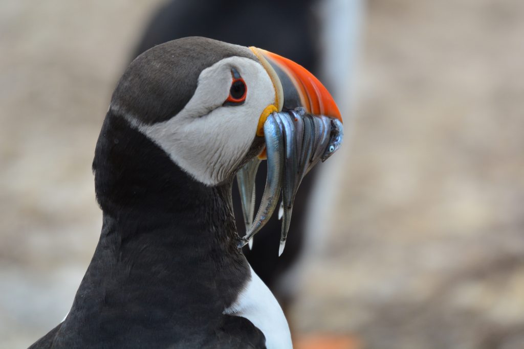 Seahouses - Puffin trip - Bengali Nomad